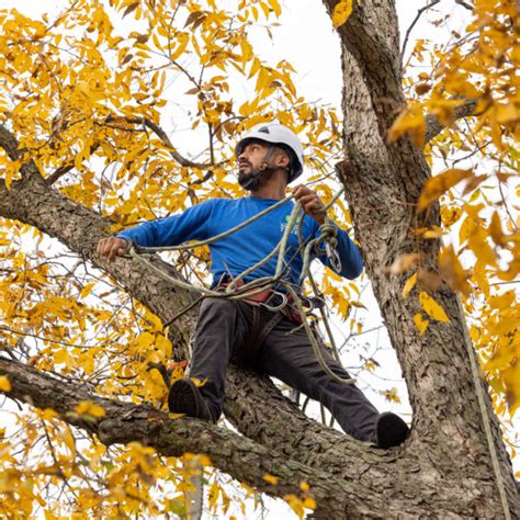 Tree Trimming Tree Care Trimming Removal Service Dallas Texas Tree
