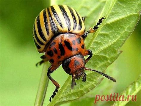 Эффективные способы борьбы с колорадским жуком Сад и огород Удобрения и защита Постила