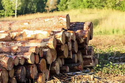 Premium Photo A Pile Of Sawn Logs On A Field