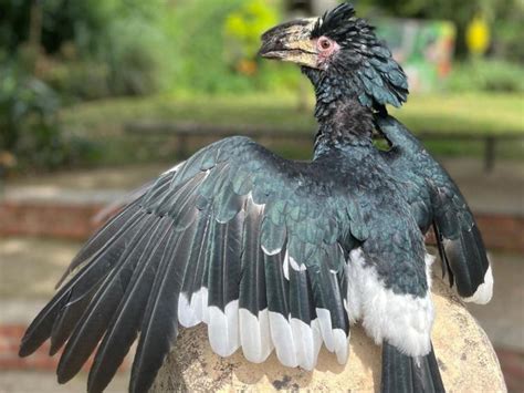 Follow The Flutter Swing And Squawk Along The Tropical Treasures Trail