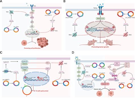 Circrnas Regulate Cell Proliferation Tumour Growth Suppression Cell