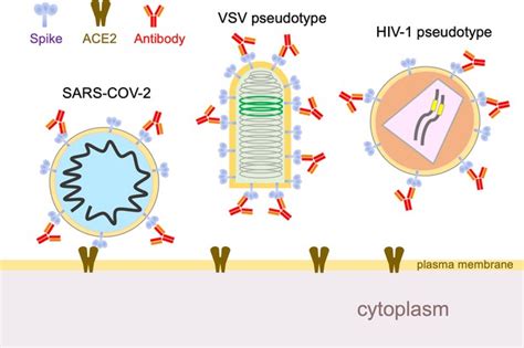 Viruses Neutralizing Sars Cov 2 Elife