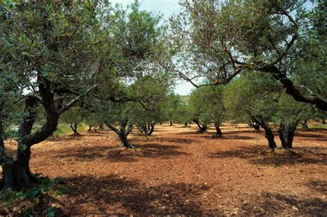 Olive Trees Olea Europaea Grove In Crete Photo Background And Picture