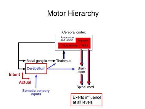 Ppt Exploring Cerebellar Functions Anatomy Pathways And Impacts On Motor Control Powerpoint