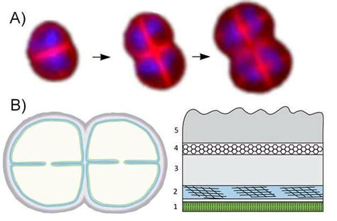 20 D Radiodurans Cell Growth And Schematic Representation Of The Cell