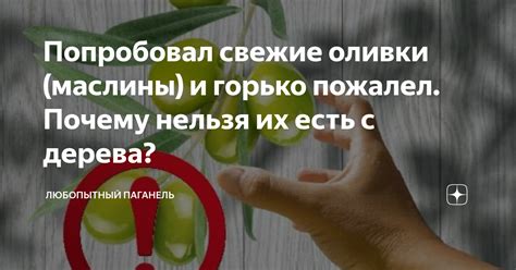 Попробовал свежие оливки (маслины) и горько пожалел. Почему нельзя их ...