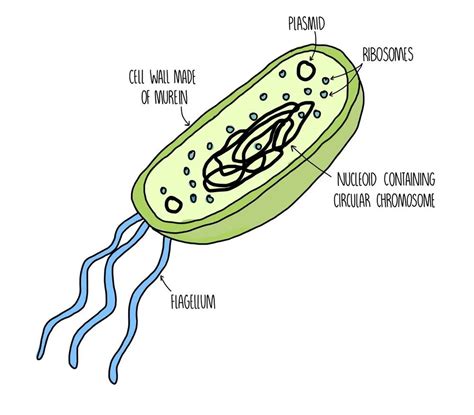 Cell Structure And Mitosis Edexcel A — The Science Hive