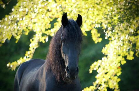 The Estrous Cycle Of Friesian Mares
