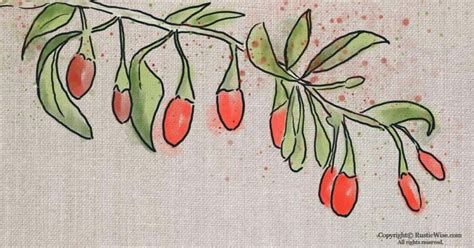 How To Grow Goji Berries From Cuttings An Easy Step By Step Guide