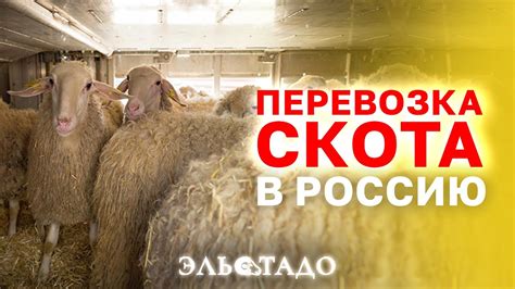 Племенные ярки и бараны Доставка овец и баранов в Россию и СНГ Племенное хозяйство Продажа