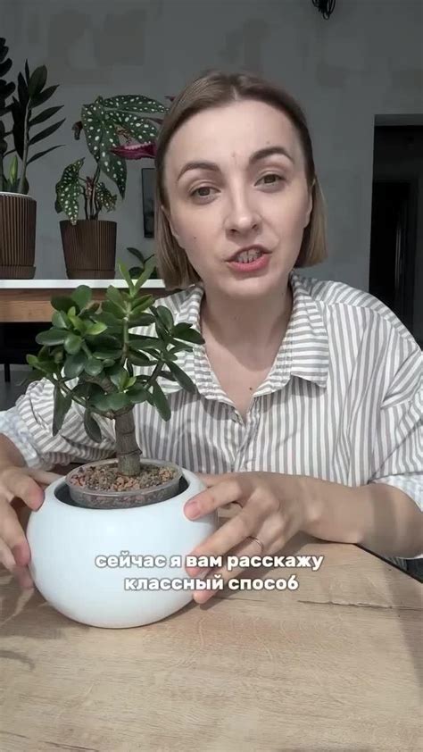 Как правильно поливать денежное дерево [video] Flower Garden Bonsai Tree Garden