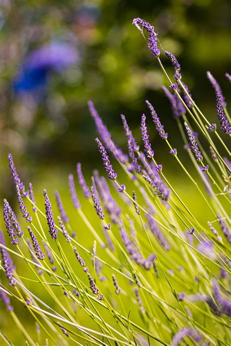 Lavanda Flores Natureza Foto Gratuita No Pixabay Pixabay