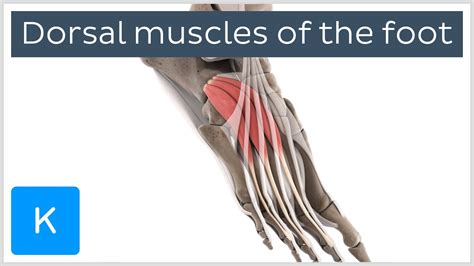Dorsum Anatomy