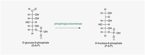 Structure Of Fructose 6 Phosphate