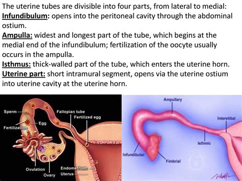 Anatomy Of The Reproductive Ppt Download