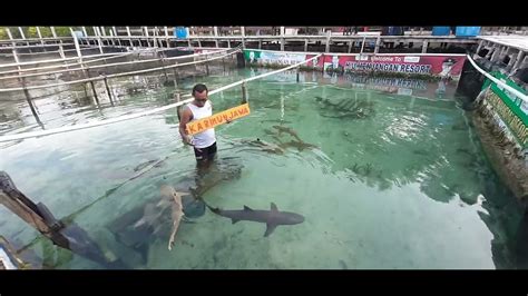 Dikeroyok Ikan Hiu Youtube