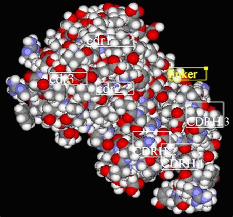 A The Full Scfv Protein Model Built By Joining The Vh And Vl Chains