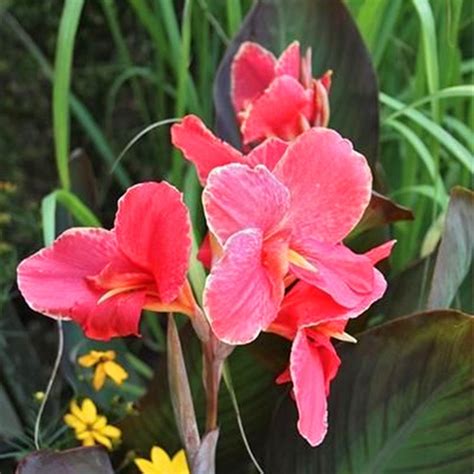 Canna Bulbs Perennials Great For Borders And Containers Summer