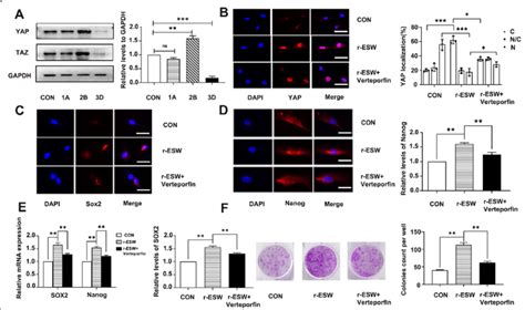 Yap Activation And Nuclear Translocation Contributed To Radial