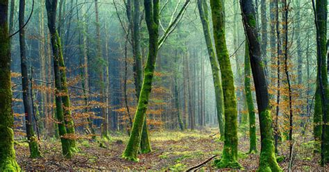 Machine Learning Helps Predict Diversity Of Forest Tree Species Geoconnexion