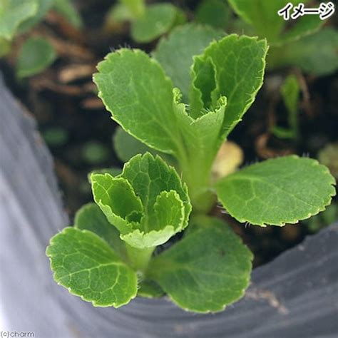 dショッピング 山野草オヨベキキョウ及部桔梗 3号1ポット カテゴリ観葉植物の販売できる商品 チャーム