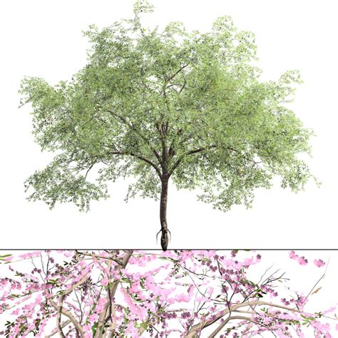 GameReady Almond Tree 3D Model With Free Tutorial Mehrazvira