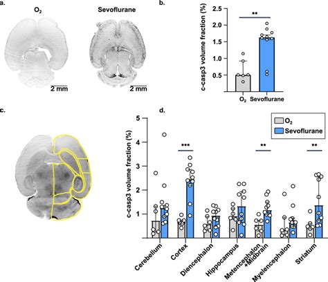 Whole Brain Mapping Of Apoptosis After Sevoflurane Anesthesia A Download Scientific Diagram