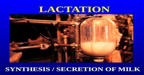 Pptx Evolution Of The Mammary Gland And Secretions Dokumentips