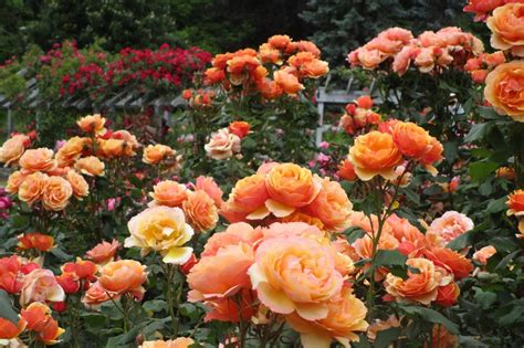 【ガーデニング】個性派ぞろいの花色のバラ4選。ストライプやブルーのお宝ローズとは？ マチュアリスト