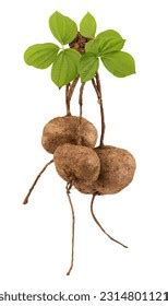 Pueraria Mirifica Over 1 133 Royalty Free Licensable Stock Photos