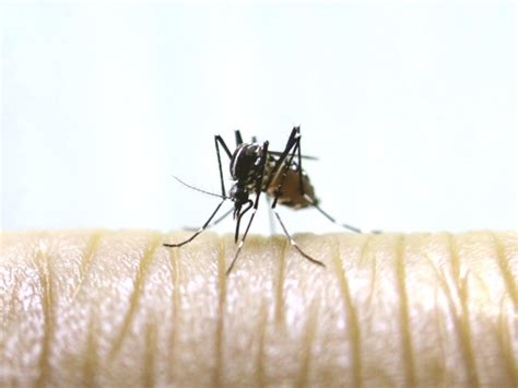 Help Your Clients Protect Their Pets From Mosquitoes Petedge