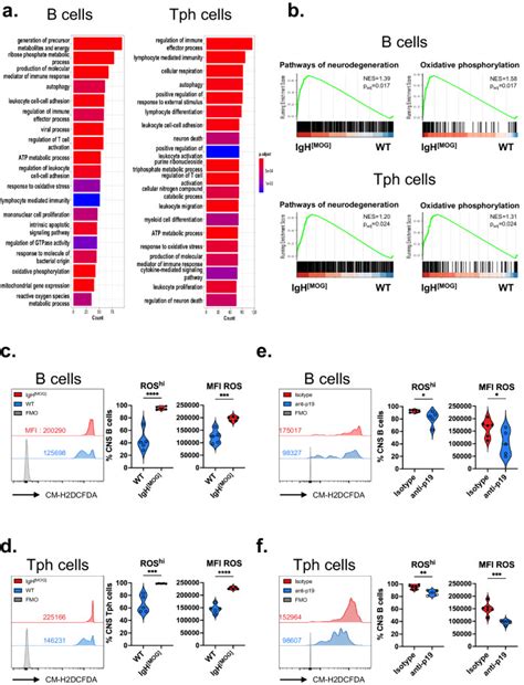 Myelin Reactive B Cells Exacerbate Cd4 T Cell Driven Cns Autoimmunity