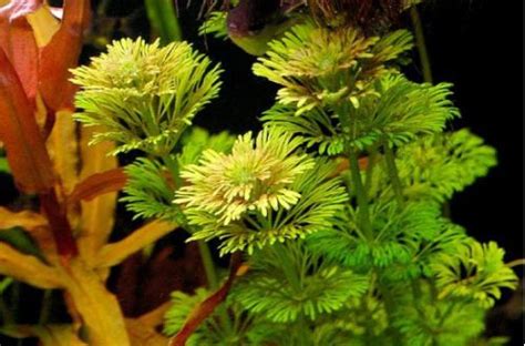 Лимнофила или Амбулия сидячецветковая (Limnophila sessiliflora)