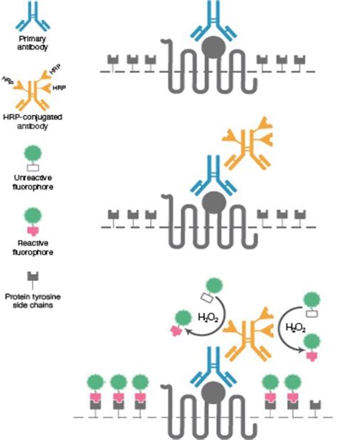 Tyramide Signal Amplification With Superboost Kits Thermo Fisher