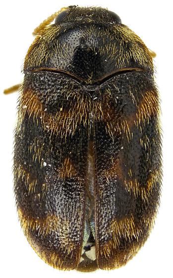 Trogoderma Variabile Bugguidenet