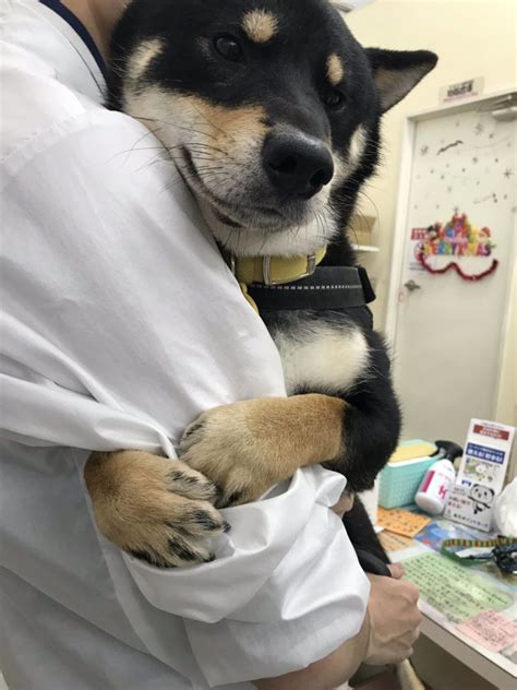 甘える黒柴犬 懸命にしがみつくおててが愛おしい！ 「かわいすぎて胸が苦しい」 Hint Pot 2