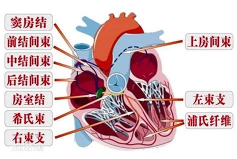 希浦系统起搏患者的选择附病例 好医术文章 好医术 赋能医生守护生命