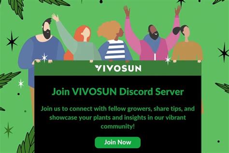 Horchata Strain Everything You Need To Know Vivosun
