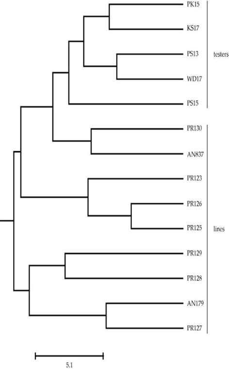Dendrogram Showing Microsatellite Based Genetic Diversity In The Download Scientific Diagram