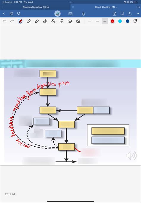 Nsg 503 Exam 2 Thrombin Positive Feedback Diagram Quizlet