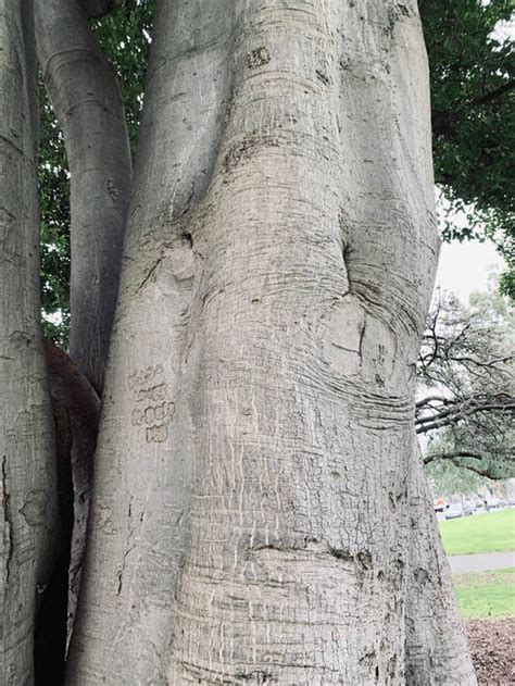 Bark Faces Tree Gazing