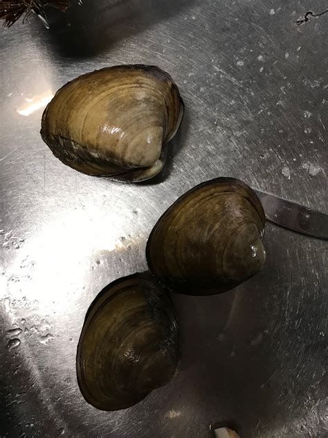 北寄貝 娘初挑戦！ くまの独り言