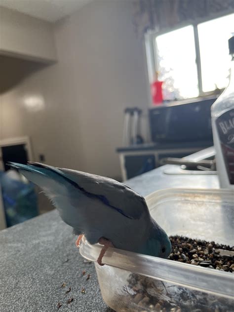 Is my little guy pied? : r/parrots
