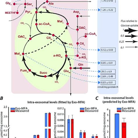 Exo Mfa Predicts Intracellular And Exosomal Packaging Fluxes In Cafs