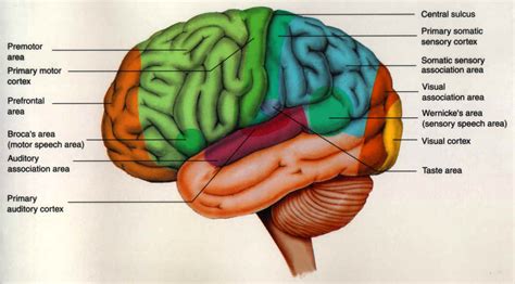 Somatosensory Cortex Location