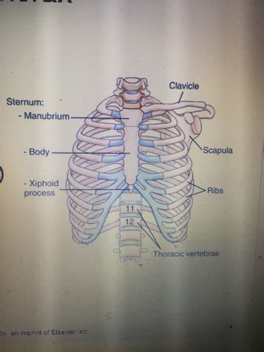 Chest Chapter 2 Flashcards Quizlet