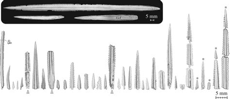 Volume Renderings Of Spine Elements Greater Than 2 Mm Long Segmented Download Scientific
