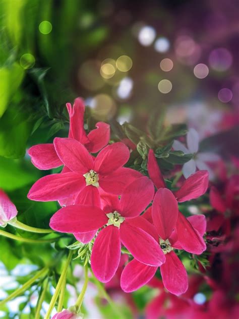 Combretum Indicum Sofiavillanueva Blipfoto