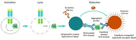 Alphalisa Surefire Ultra Human Trem2 Aggregation Kit 100 Assay Points Revvity