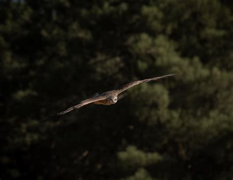 Major Difference Between Buzzard Condor And Vulture Knowfromguru